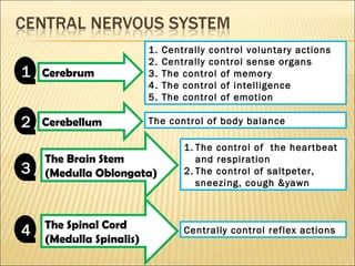 Grade 9 - Human Coordination System | PPT