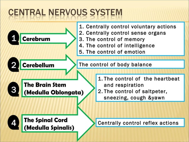 Grade 9 - Human Coordination System | PPT