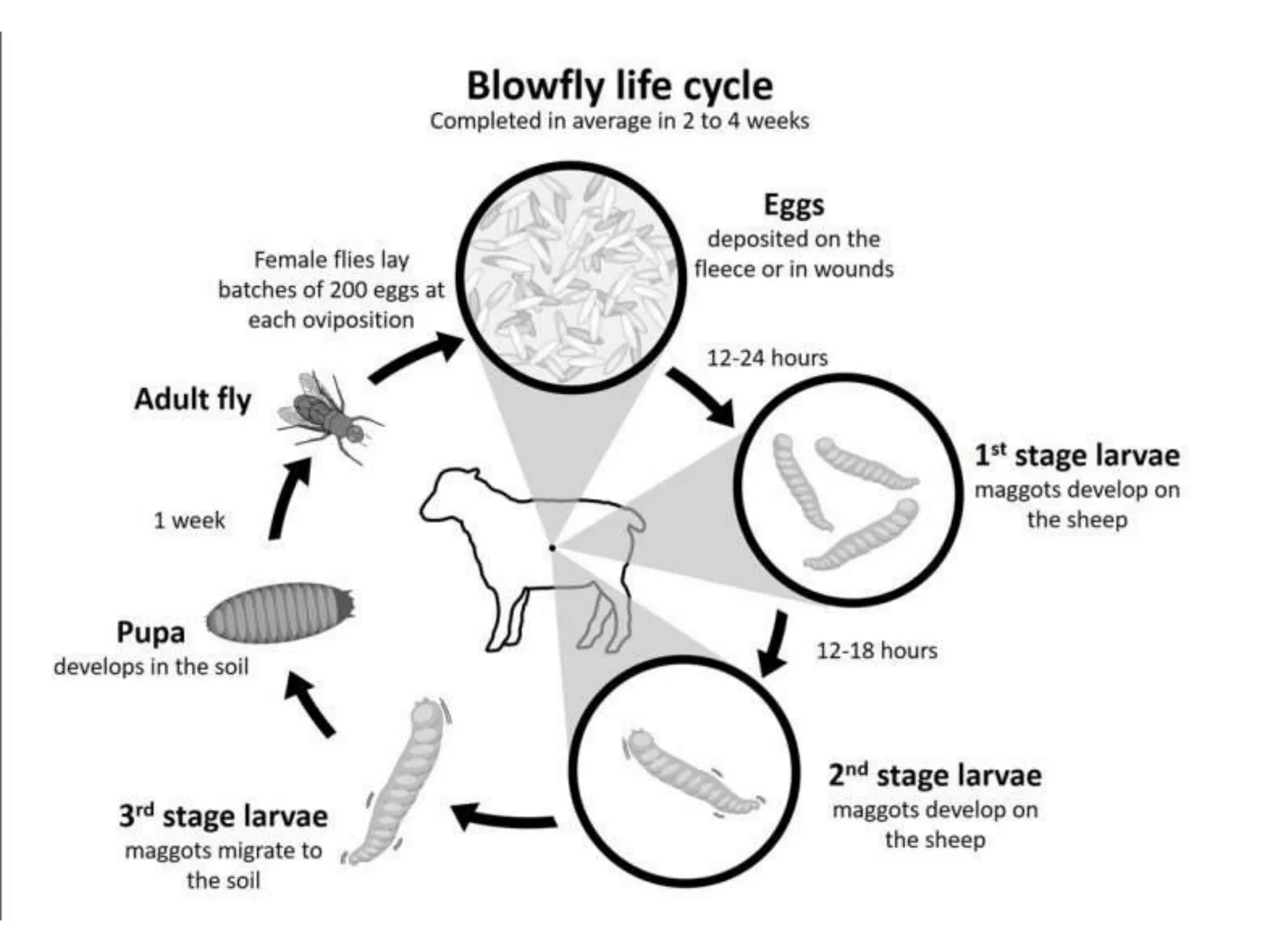 Human decomposition and insect succession | PPTX