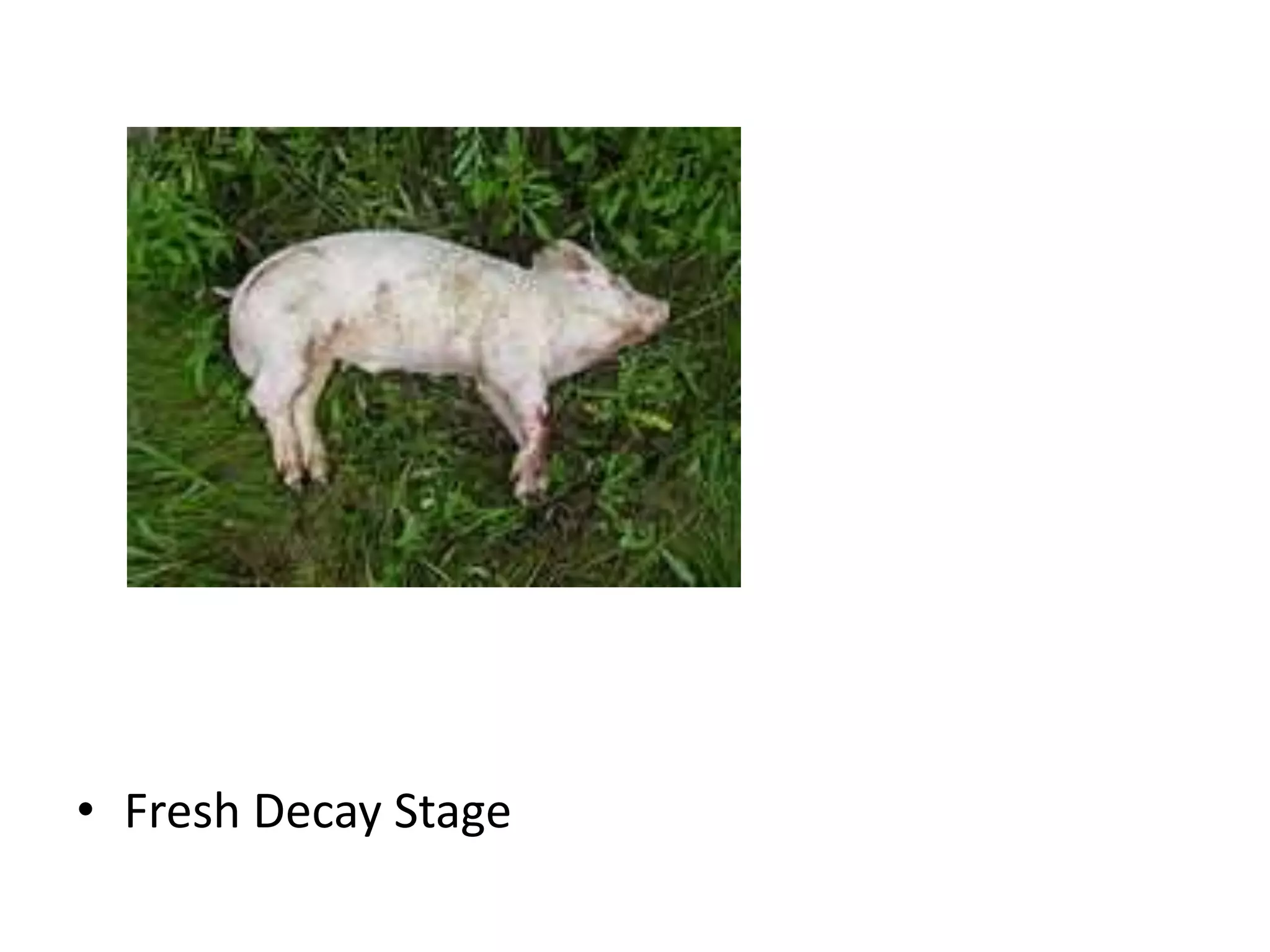 Human decomposition and insect succession | PPTX