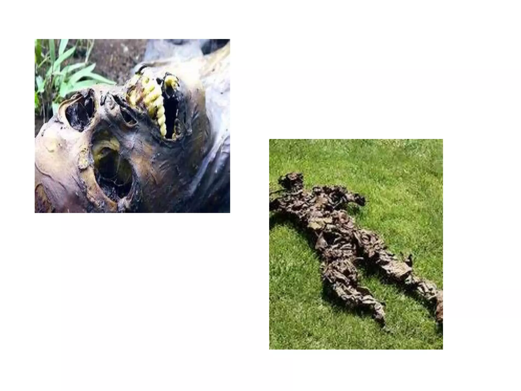 Human decomposition and insect succession | PPTX