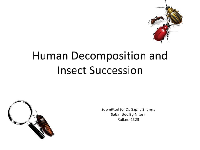 Human decomposition and insect succession | PPTX