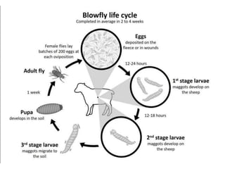 Human decomposition and insect succession | PPTX