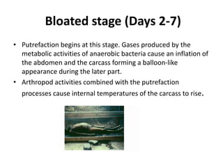 Human decomposition and insect succession | PPTX