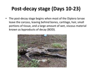 Human decomposition and insect succession | PPTX