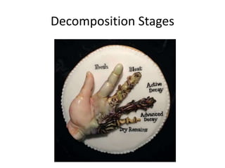 Human decomposition and insect succession | PPT