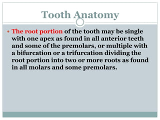 Human Dentition | PPTX