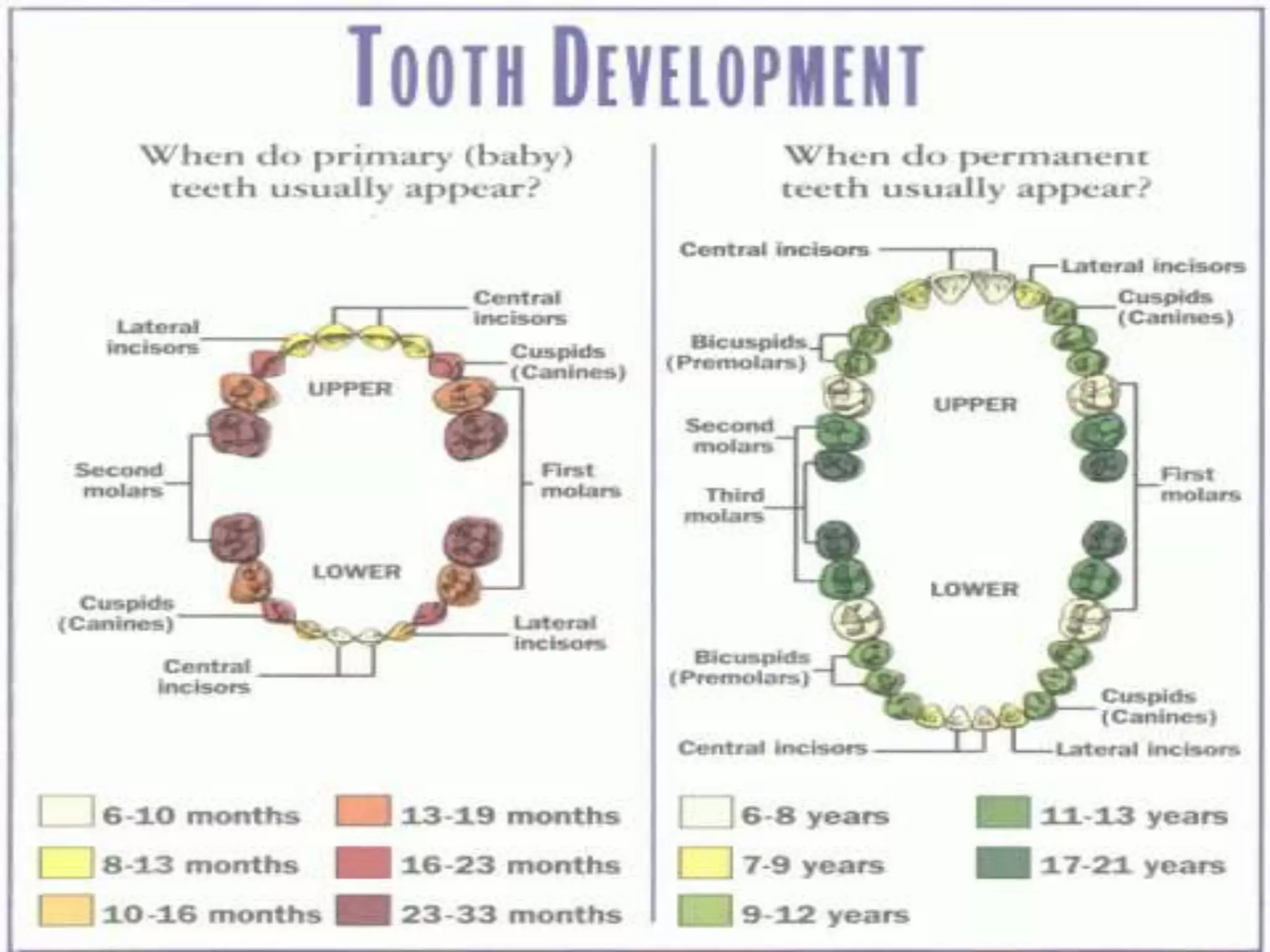 Human dentition | PPTX