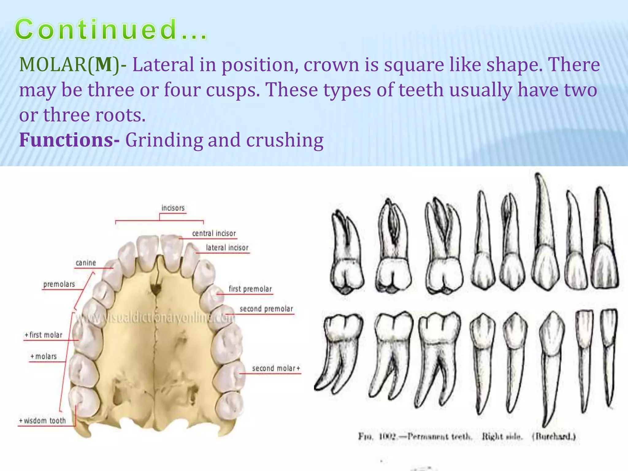 Human dentition | PPTX