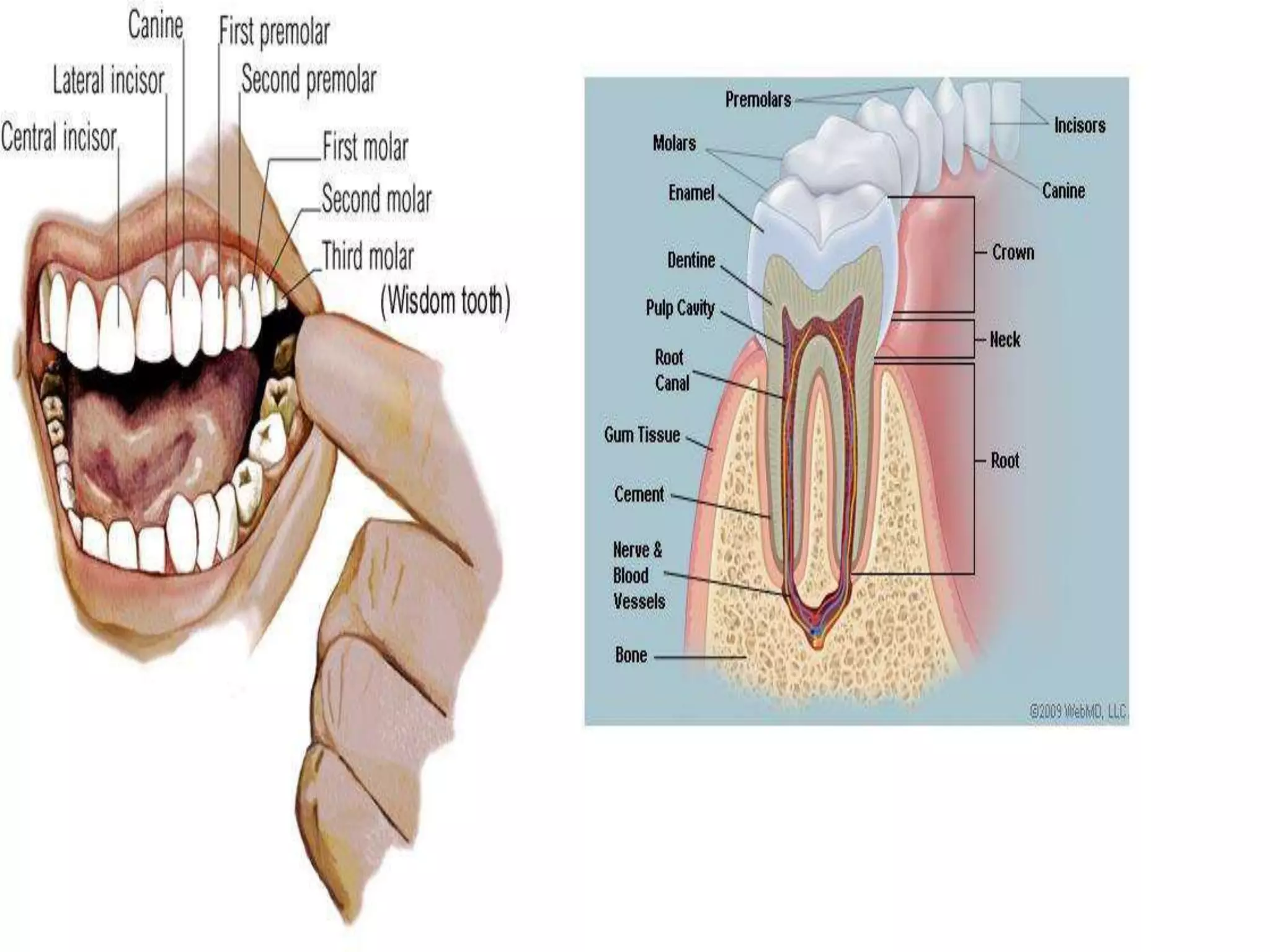 Human dentition | PPTX