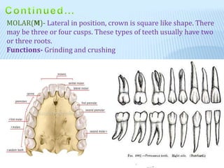 Human dentition | PPTX
