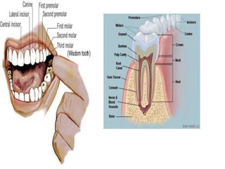 Human dentition | PPTX