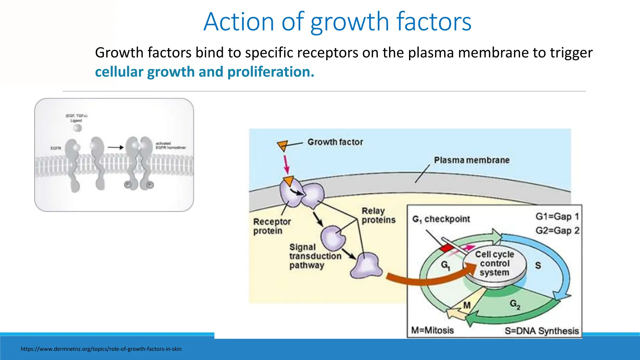 Human Derived Growth Factor’_CME slide.pptx