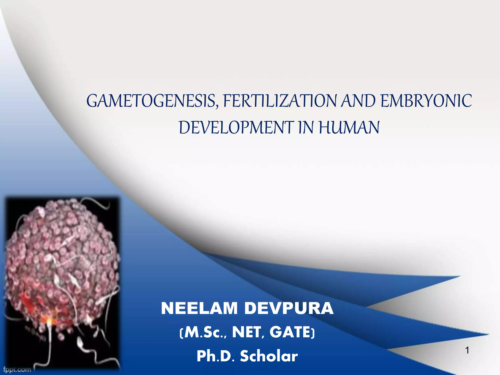 Human developmental Biology | PPTX