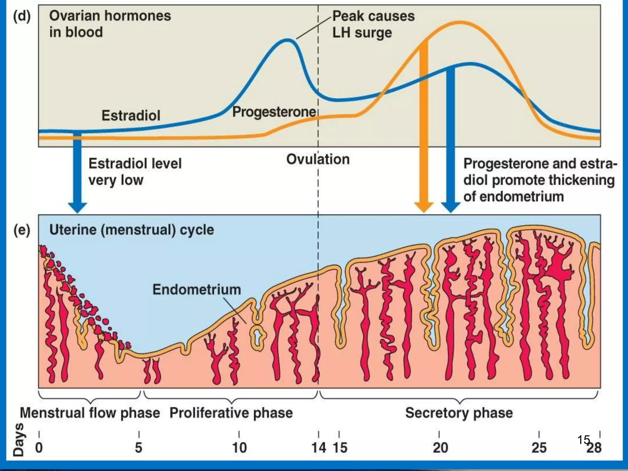 Human developmental Biology | PPTX