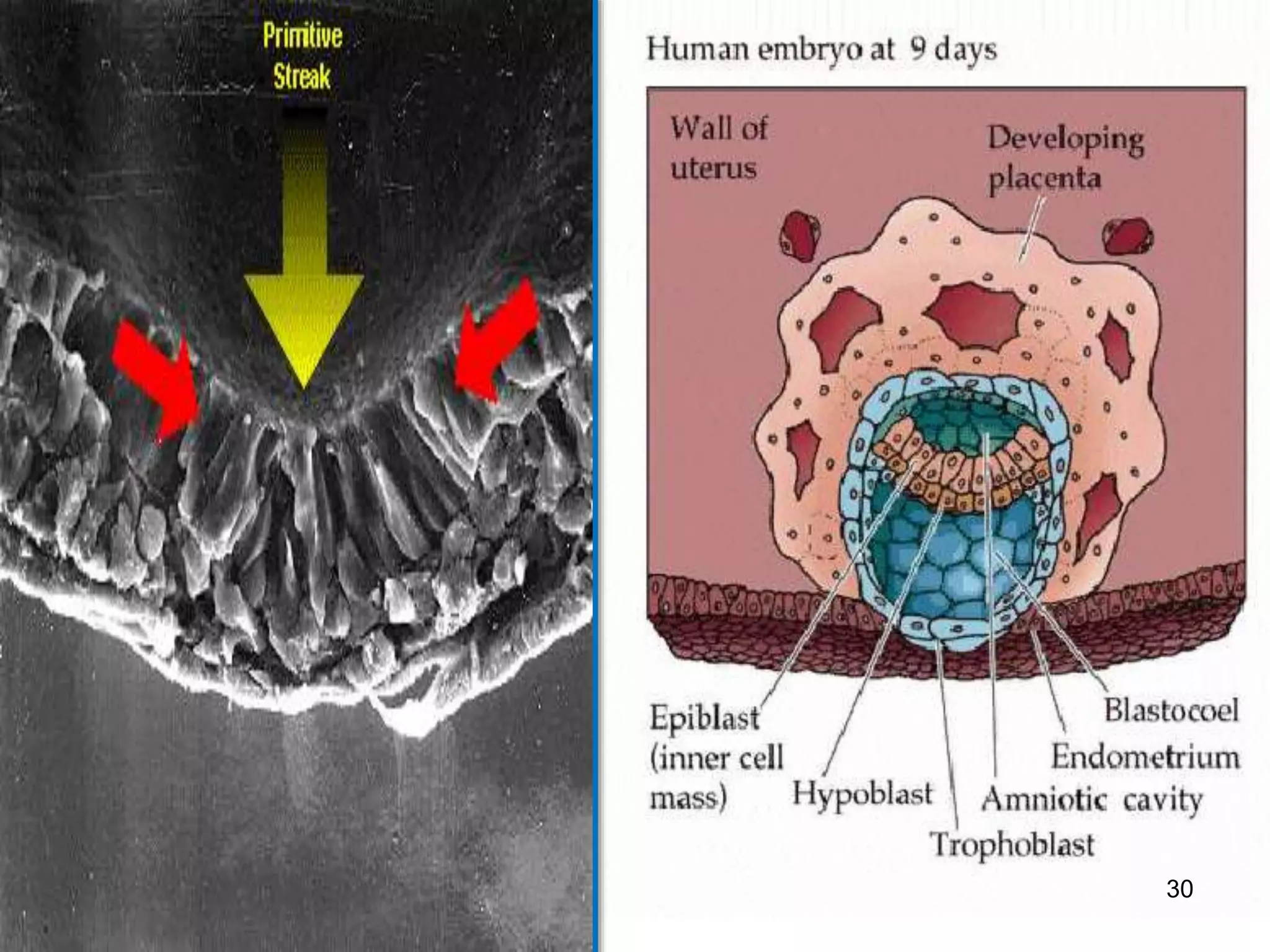 Human developmental Biology | PPTX