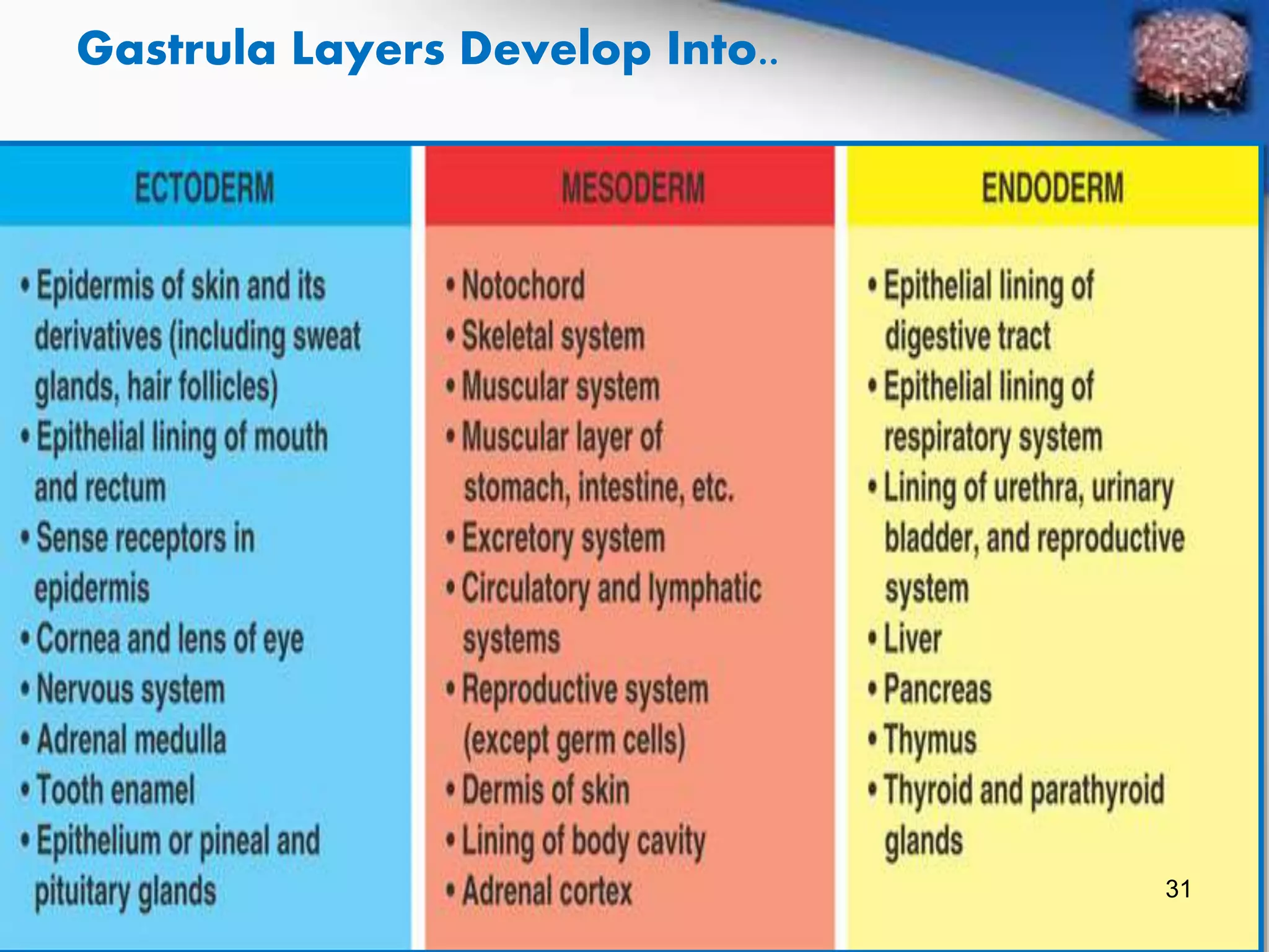 Human developmental Biology | PPTX