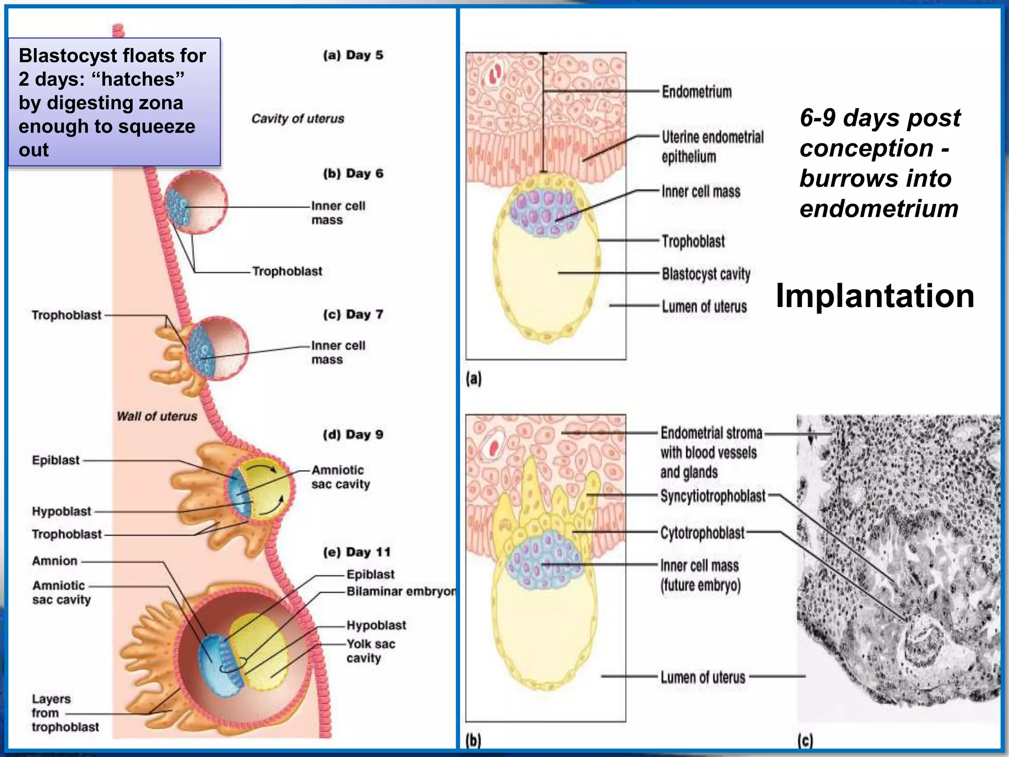 Human developmental Biology | PPTX