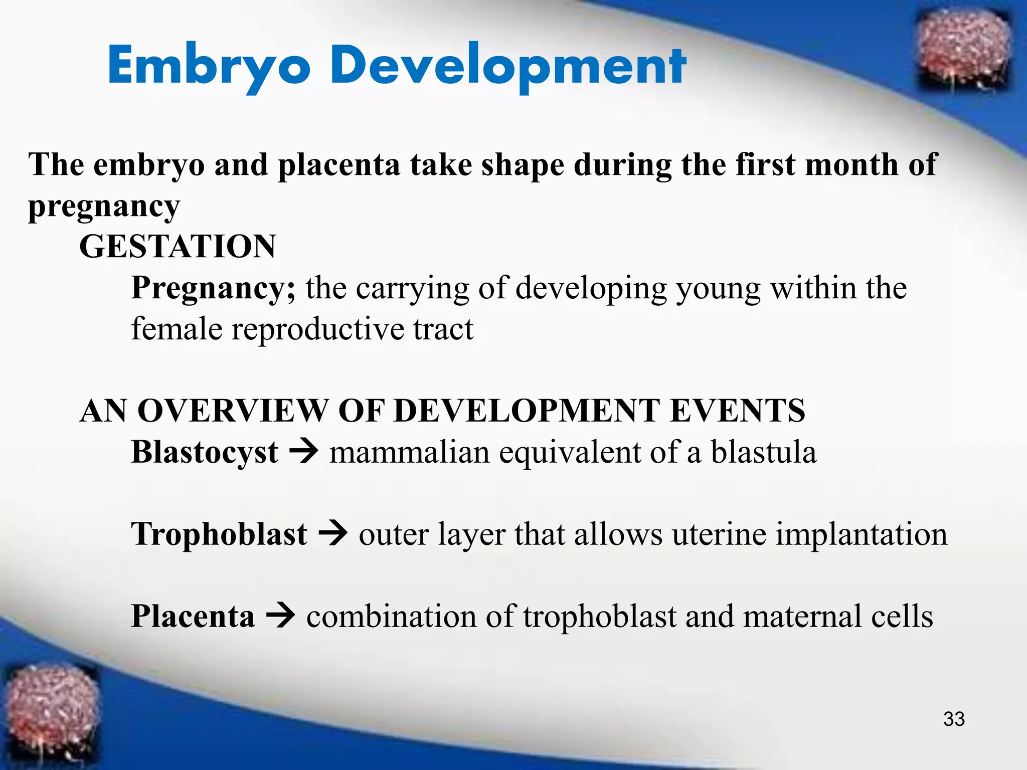Human developmental Biology | PPTX