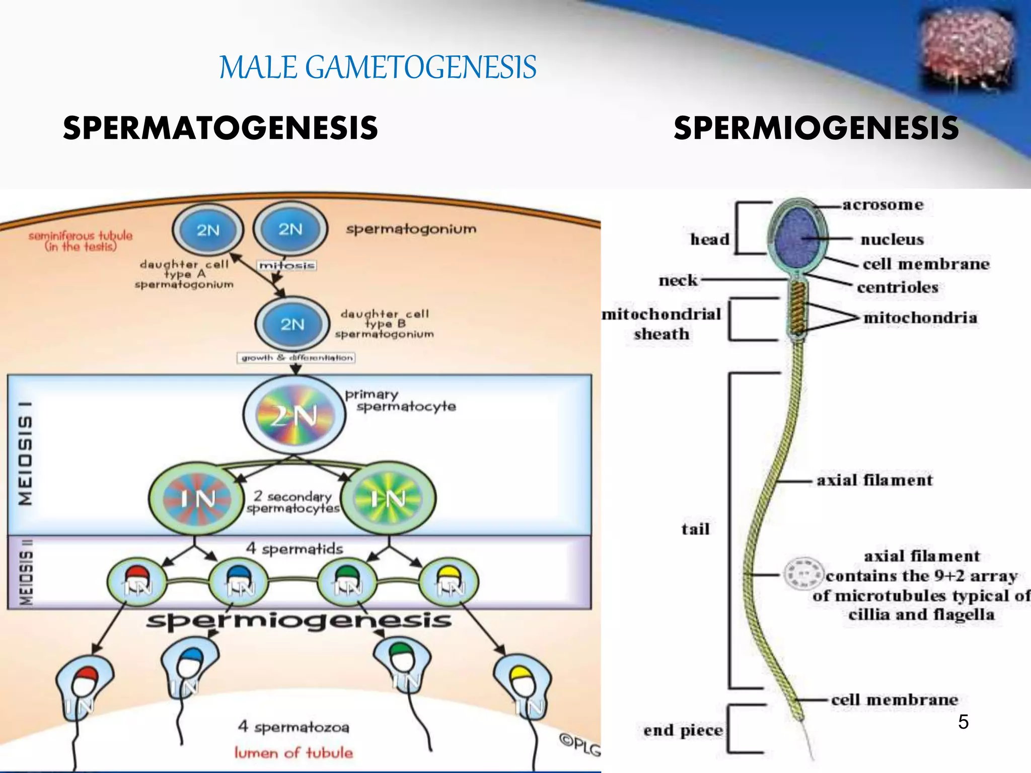 Human developmental Biology | PPTX
