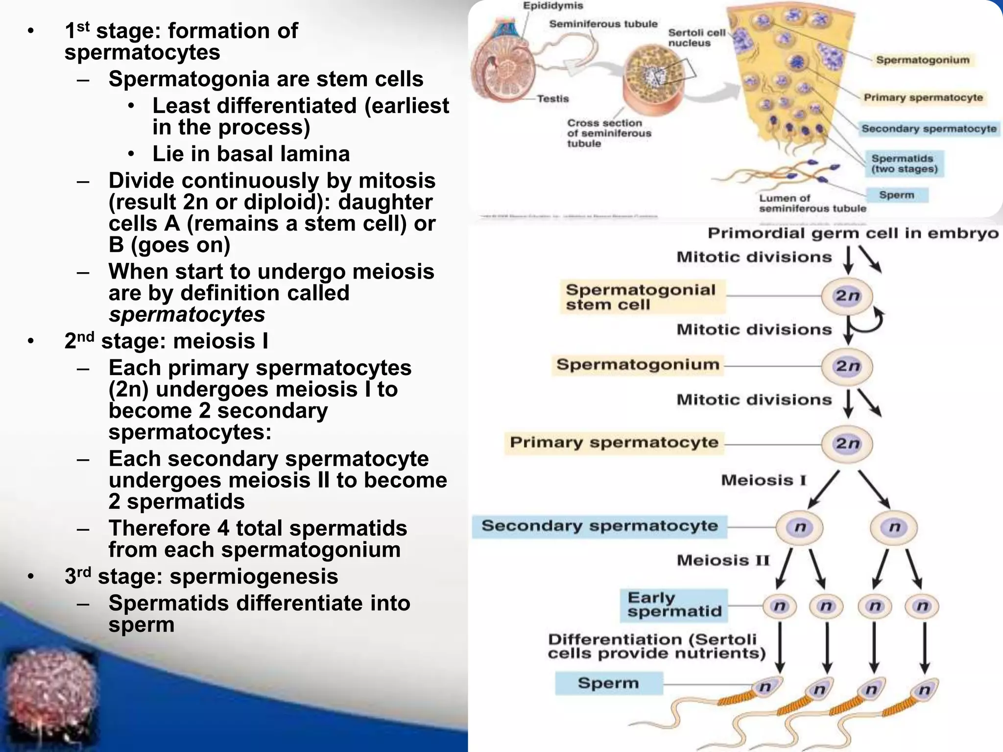 Human developmental Biology | PPTX