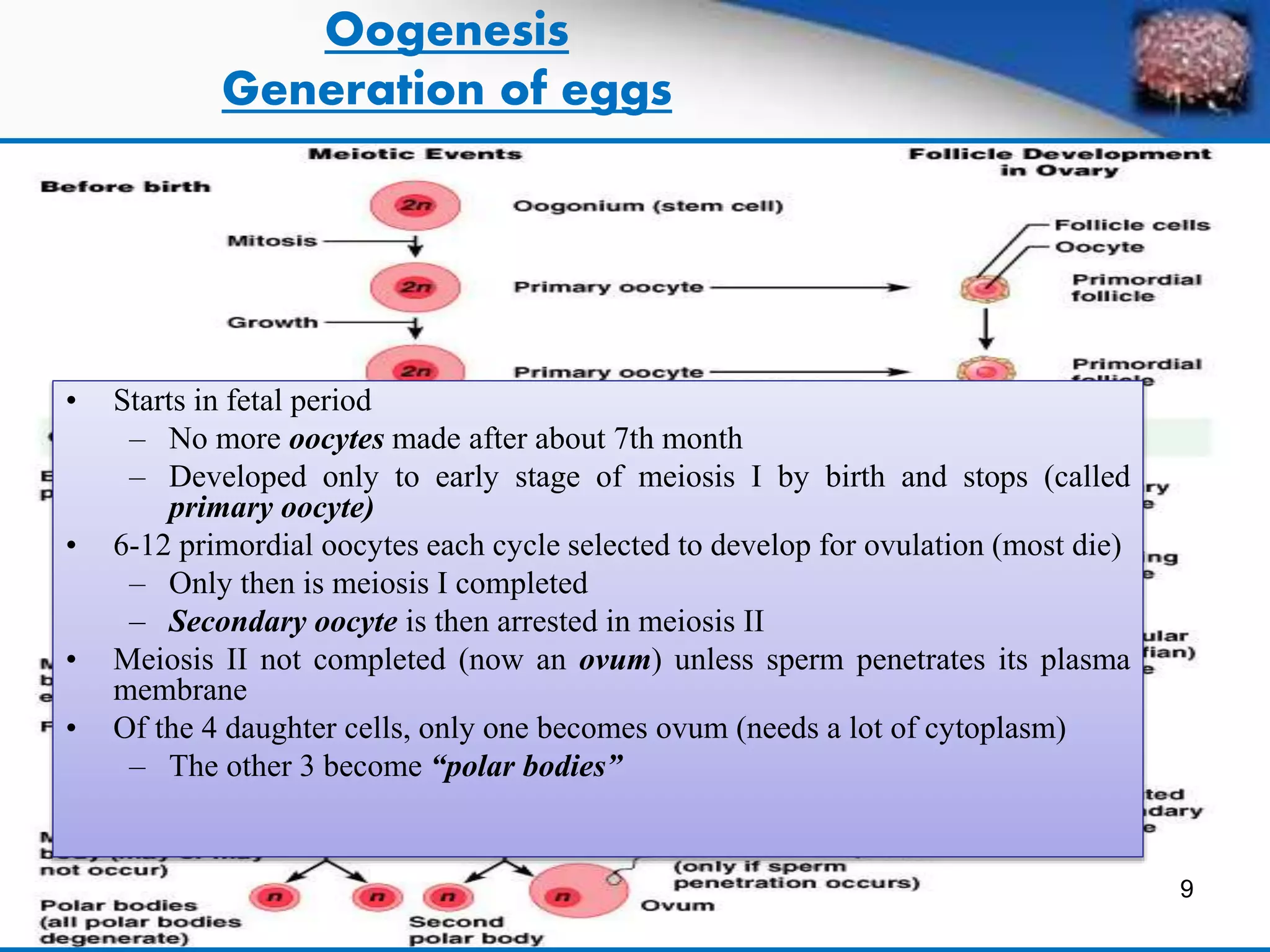 Human developmental Biology | PPTX