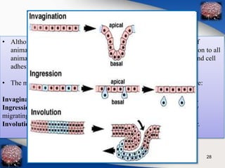 Human developmental Biology | PPT