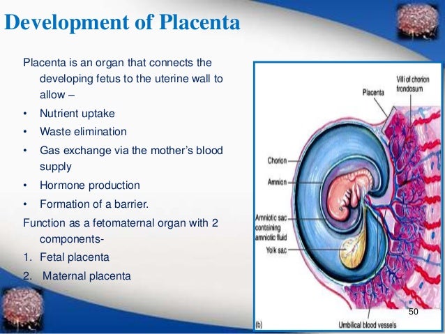 Development Of Placenta During Pregnancy