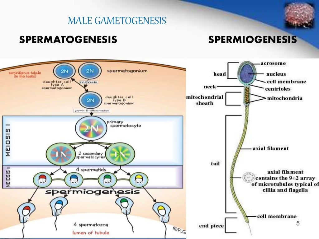 Human developmental Biology