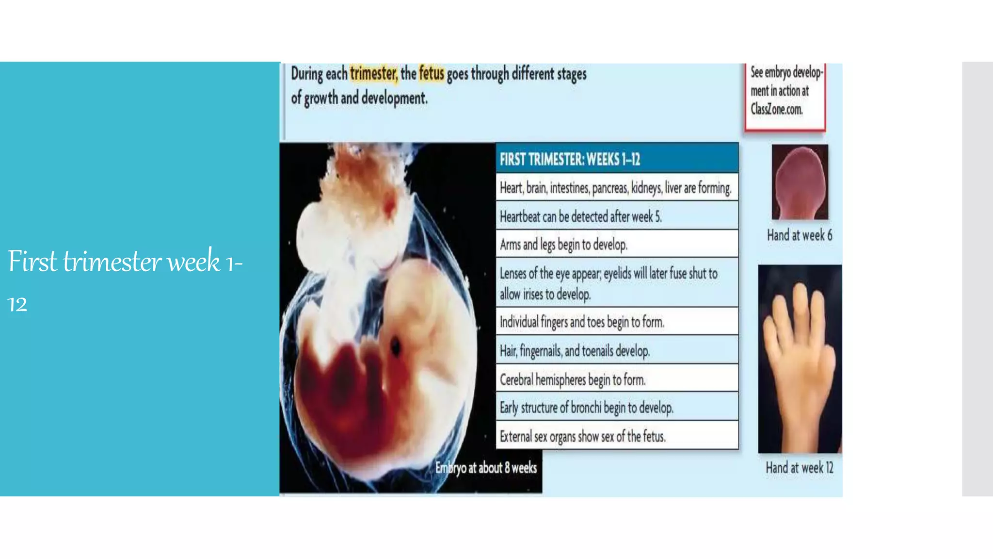 human development embryo and fetus.p.p.t.pptx
