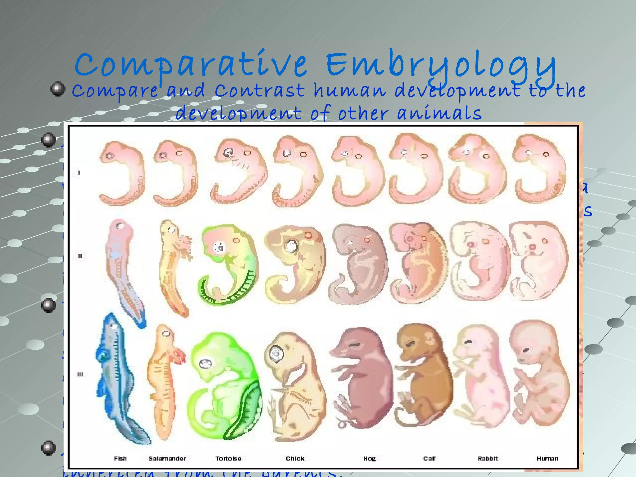 Human+development pvms[1] | PPT
