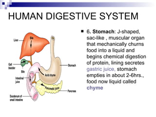 Human digestion _ch[1]._35 | PPT