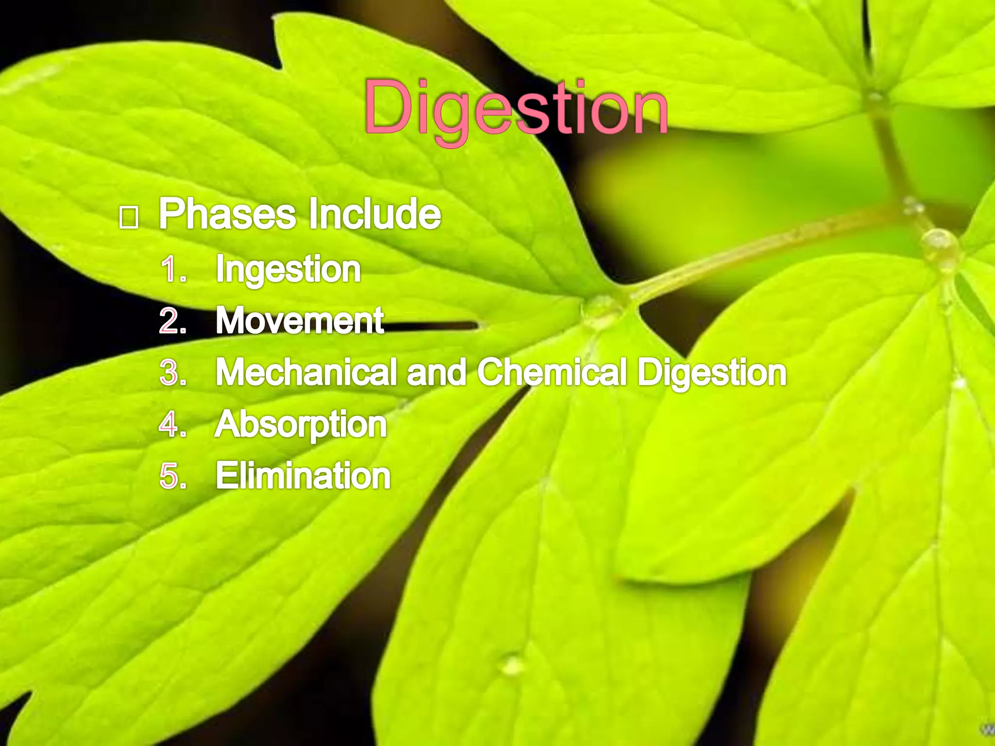 Human digestion palak soni x b biology project work s.a.i. f.a. i | PPTX