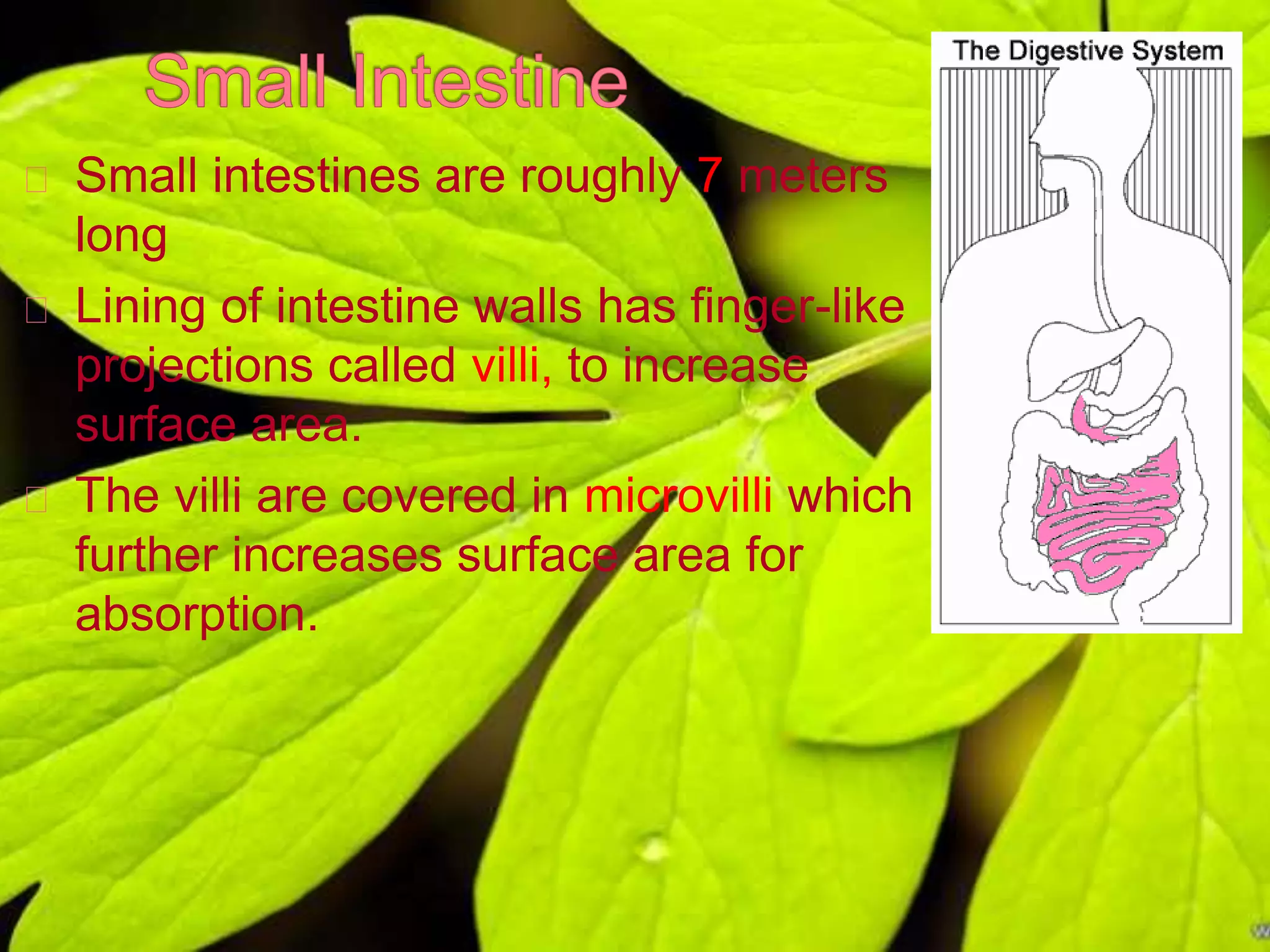 Human digestion palak soni x b biology project work s.a.i. f.a. i | PPTX