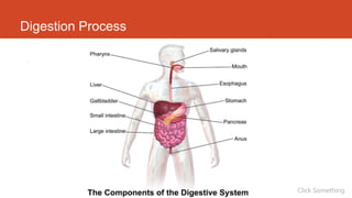 Human digestion process | PPT
