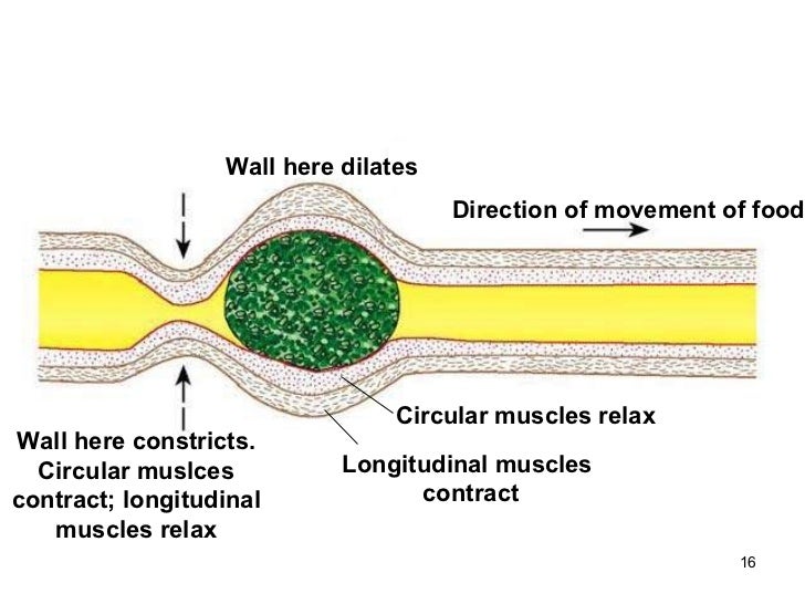 Human digestion teacher