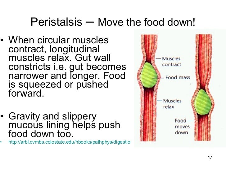 Human digestion teacher