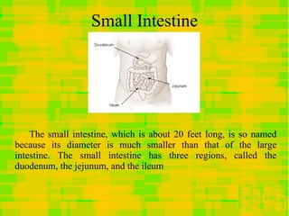 Human digestive system | PPT