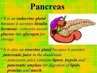 Human digestive system | PPT