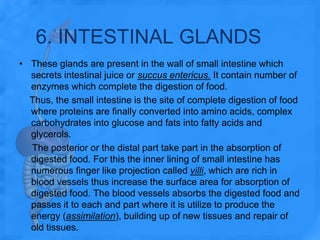 Human digestive system | PPTX