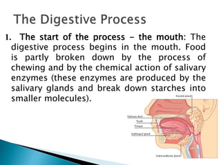Humandigestivesystem 121006121739-phpapp01 | PPTX