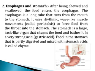 Humandigestivesystem 121006121739-phpapp01 | PPTX