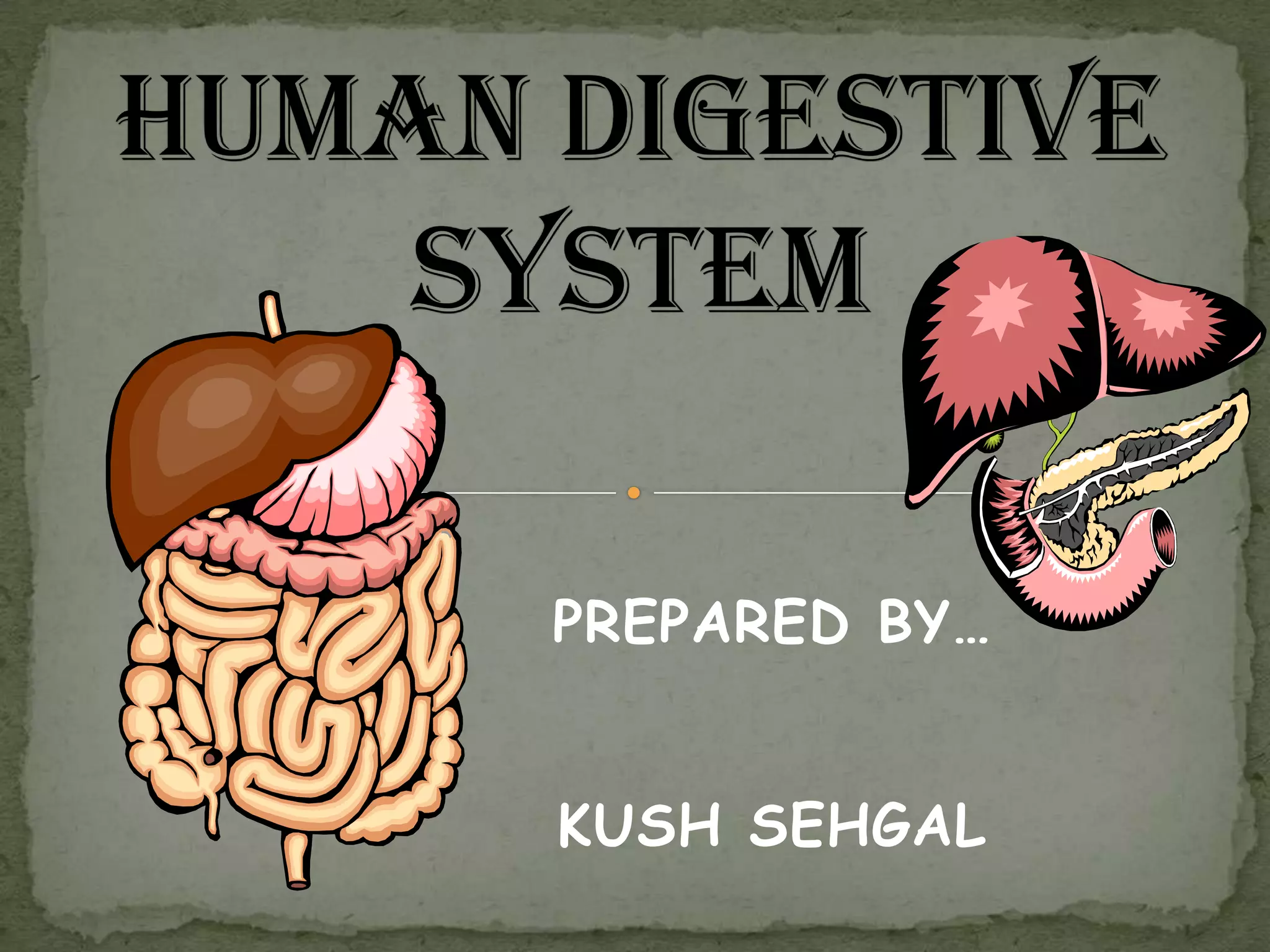 Human digestive system | PPTX