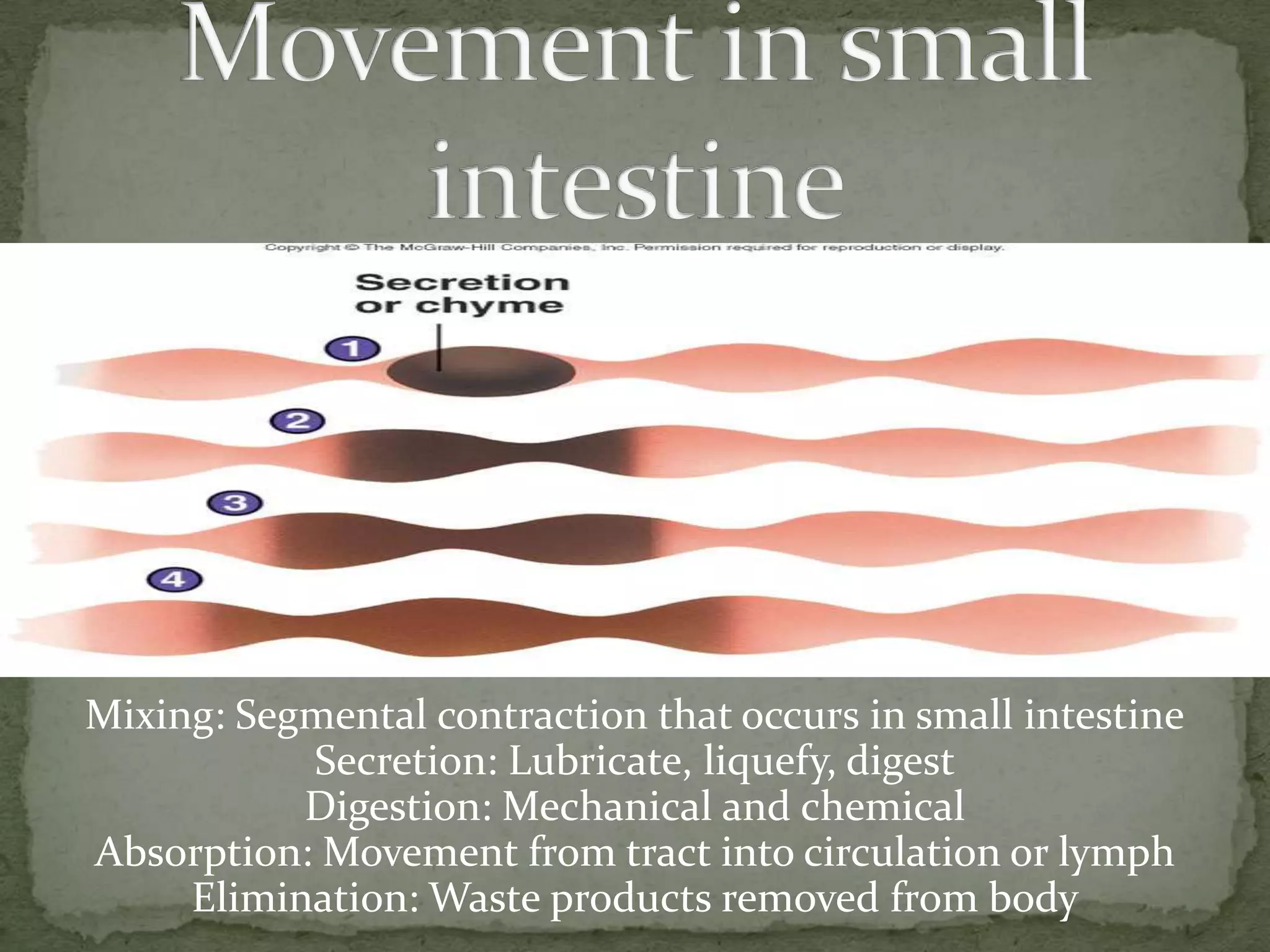 Human digestive system | PPTX