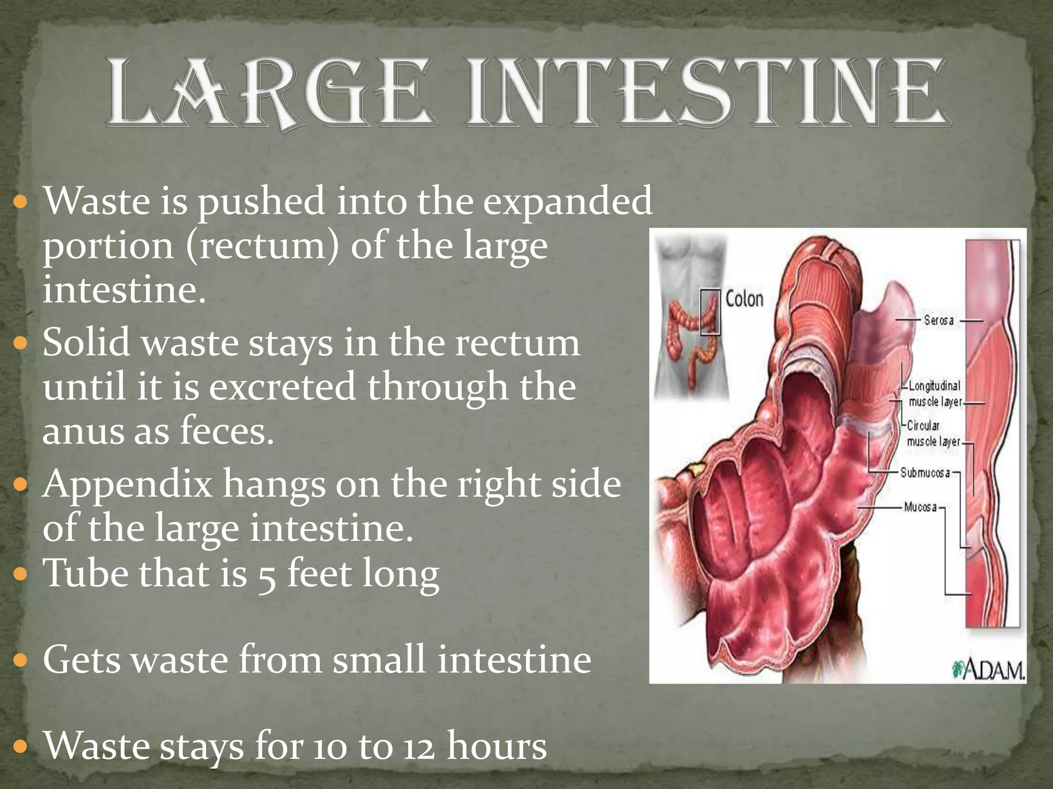 Human digestive system | PPTX