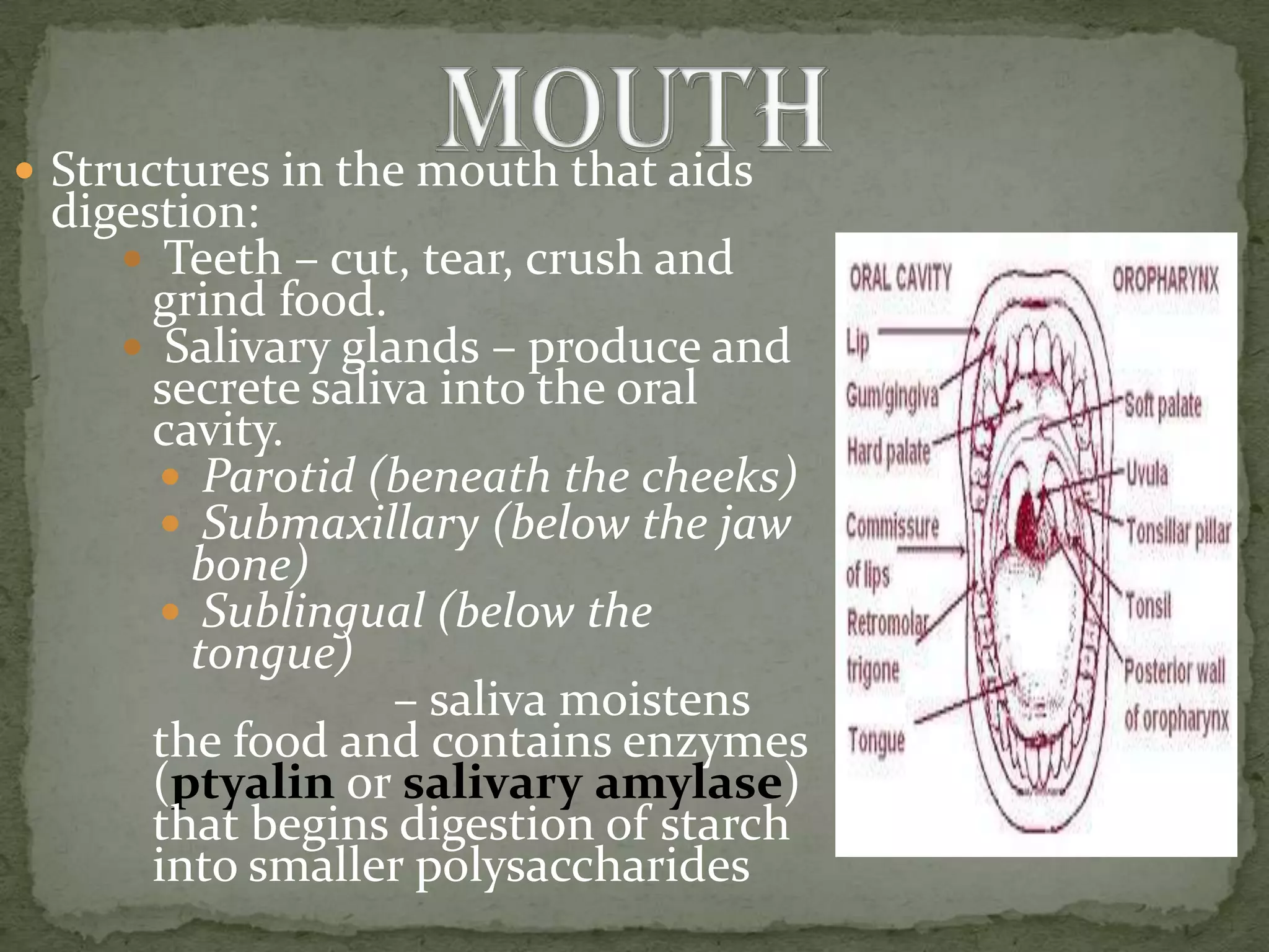 Human digestive system | PPTX