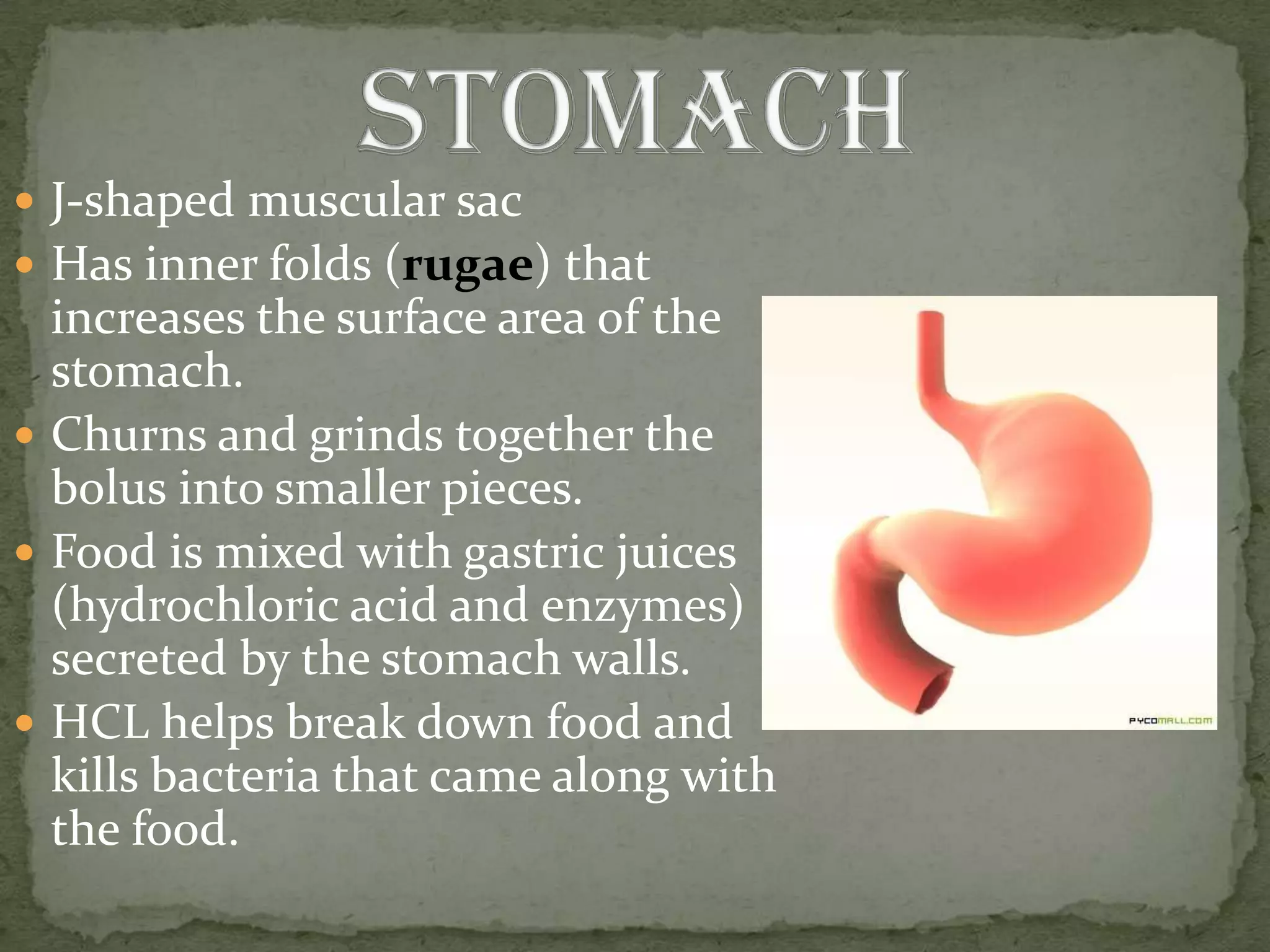 Human digestive system | PPTX
