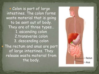 Human digestive system | PPTX