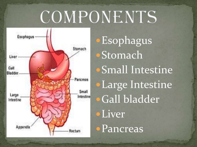 Human digestive system | PPTX