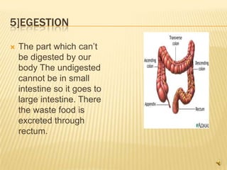 Human digestive system | PPTX